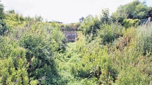 Weeds in Smallbrook cause flooding concern | rossgazette.com