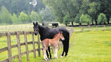 Unique foal born at Foy | rossgazette.com