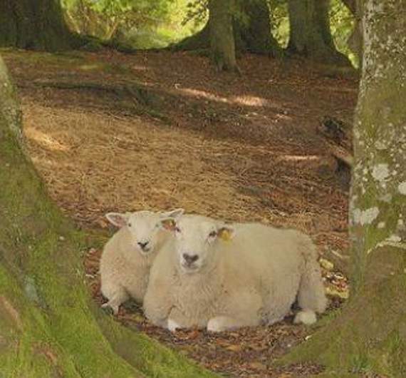 Sheep to continue to roam free in the Forest of Dean | rossgazette.com