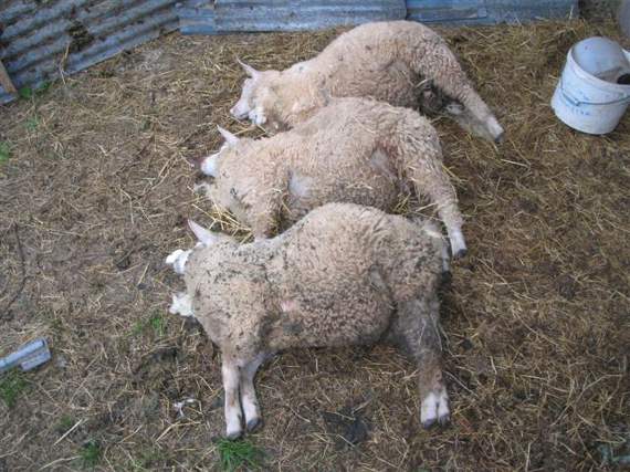 Livestock worrying reaches a record level | rossgazette.com