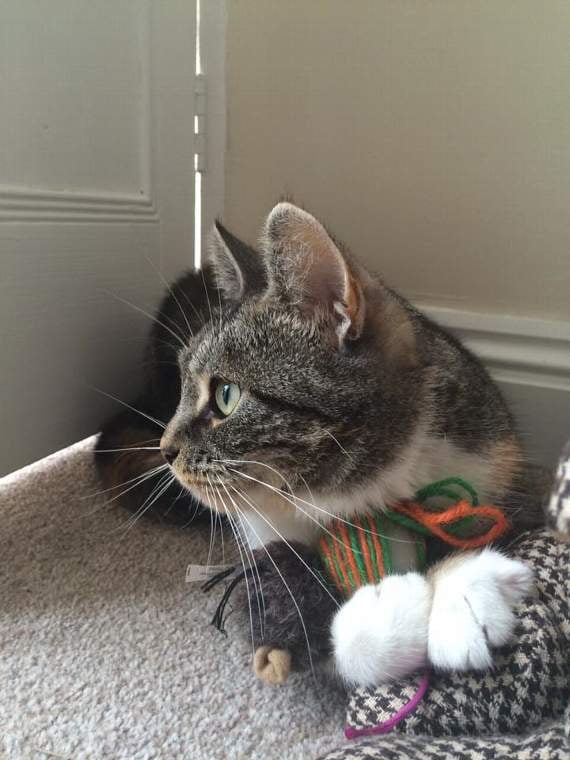 Local cat rescue charity to be homeless? | rossgazette.com