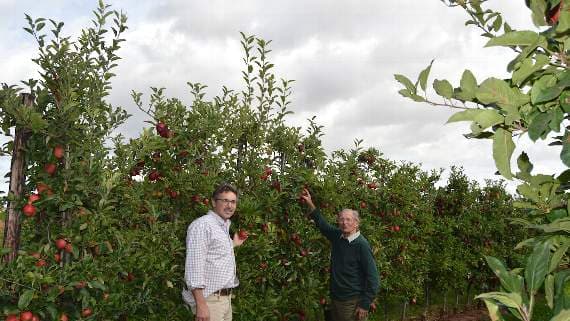 Celebrating 100 years of Man of Ross Fruit Farm | rossgazette.com