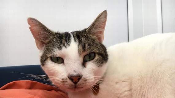 Cat of the month at New Start Cat Rescue | rossgazette.com