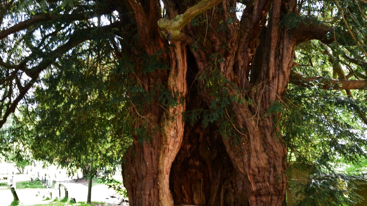 Yew won’t believe it! Ancient tree is listed in royal project ...