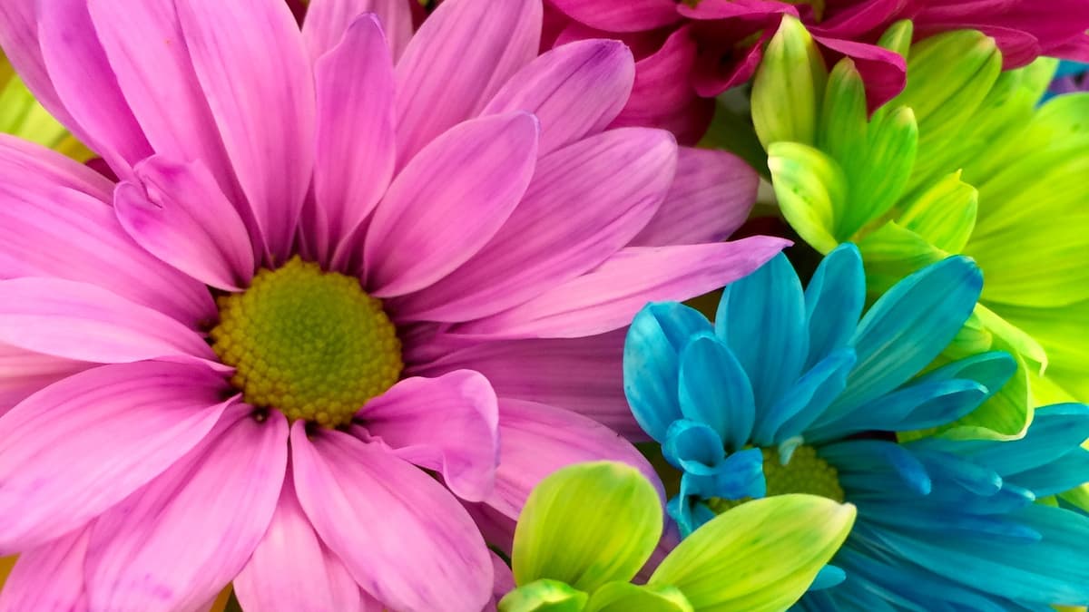 Ross wins two ‘in bloom’ awards | rossgazette.com