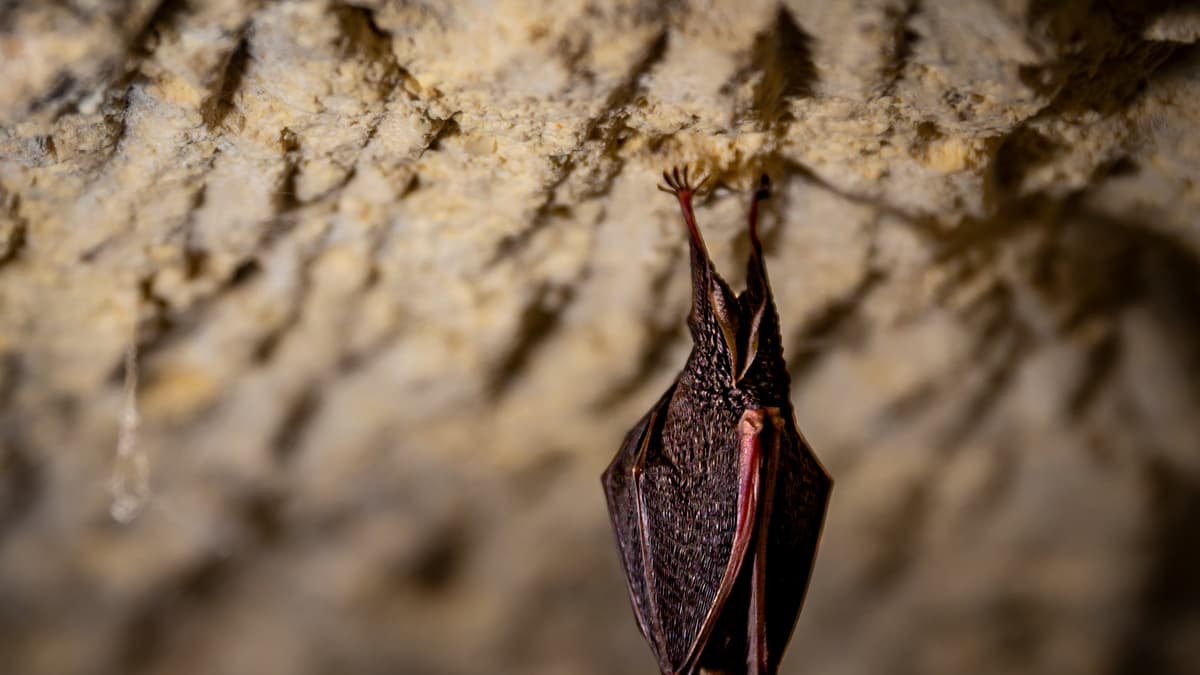 Colony of lesser horseshoe bats scupper developer’s appeal to build ...