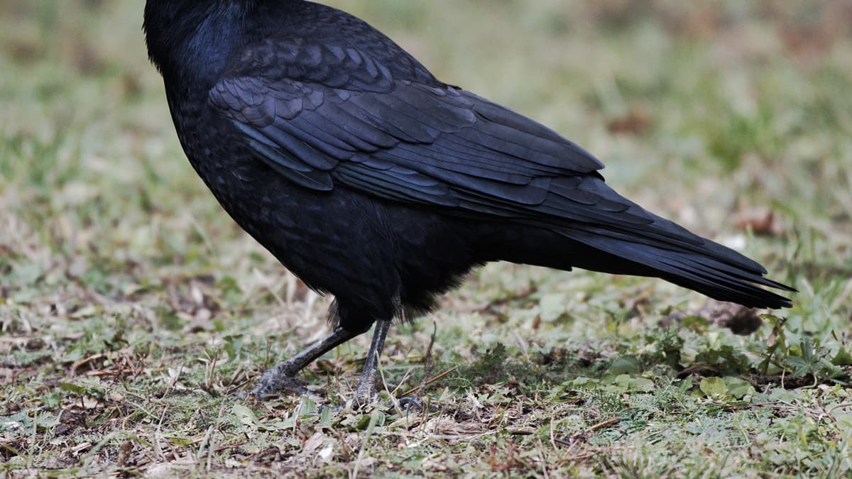 Where are the rooks?—reader's letter | rossgazette.com