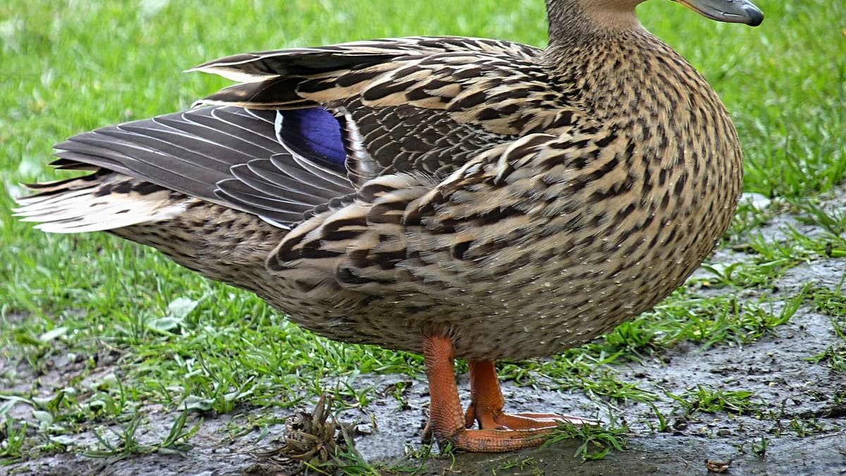 Duck 'holds up' Wye Valley roadworks | rossgazette.com