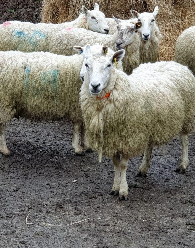 Ross Market sees a surge in cattle and lamb trade | rossgazette.com