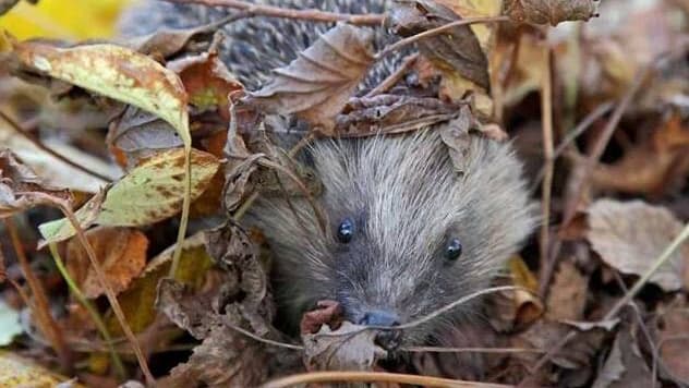 Wild about Ross: a message from the creatures in our gardens ...