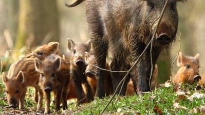 Two men charged with wildlife offences after dead boar found ...