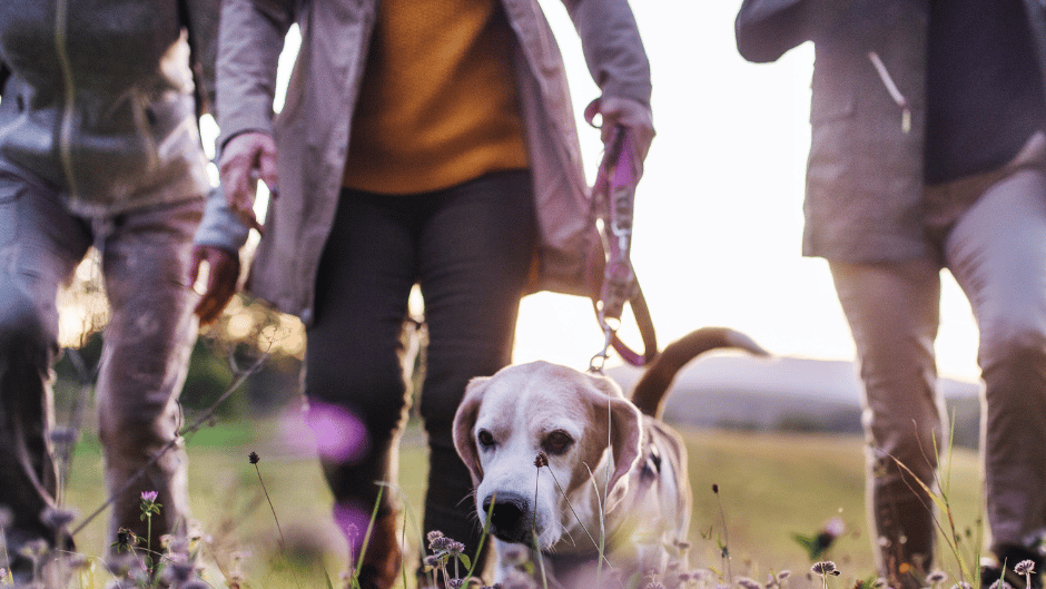 Herefordshire Council promotes walking for National Walking Month ...