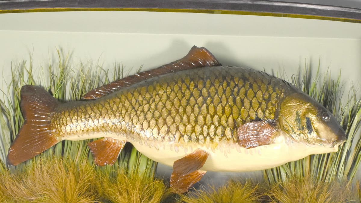 'Clarissa the Carp' set to make whopping £40k at auction | rossgazette.com