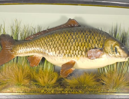 World famous 'Clarissa the Carp' returns home | rossgazette.com