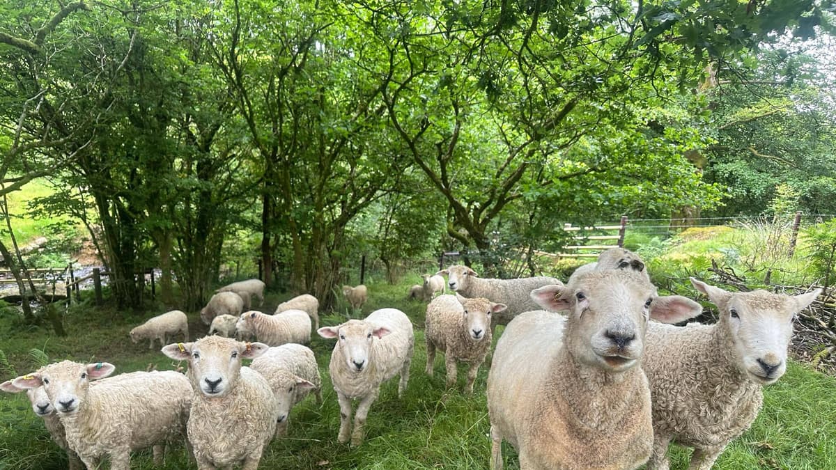 Police appeal after dogs attack sheep in Lea near Ross | rossgazette.com