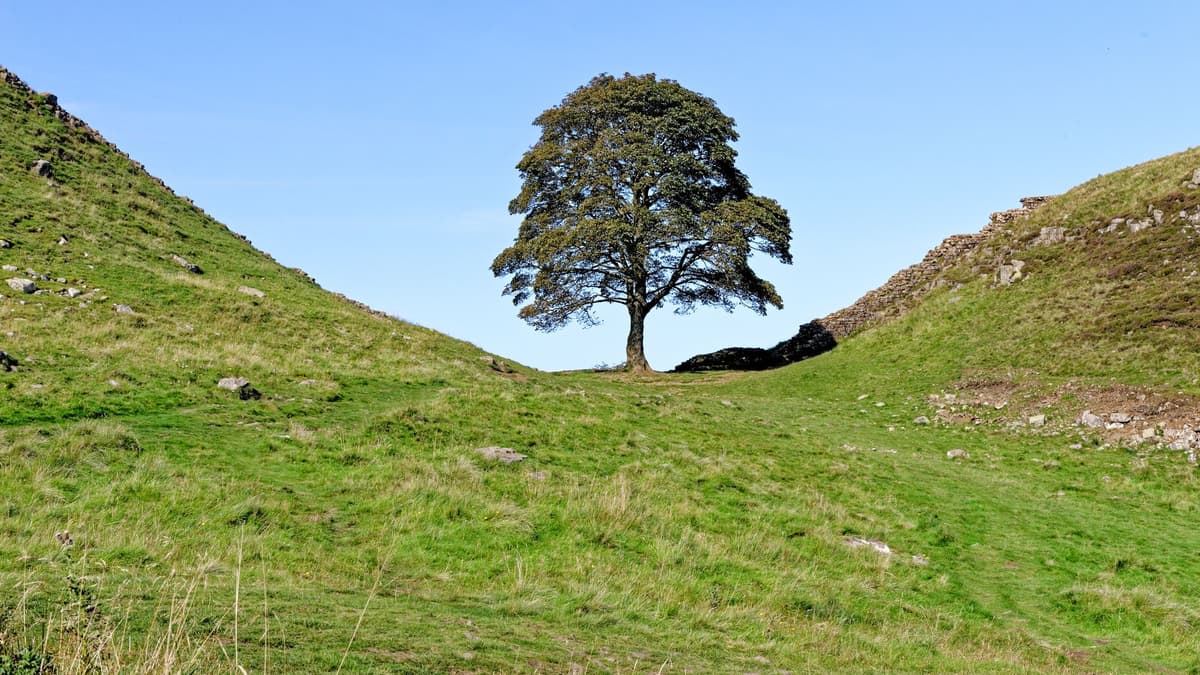 Sycamore Gap tree to live on in Biblins sapling after duo convicted ...