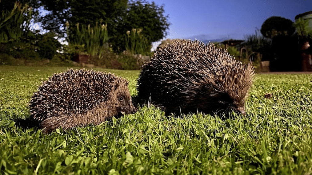 Explore town's hedgehog heritage with family-friendly trail ...