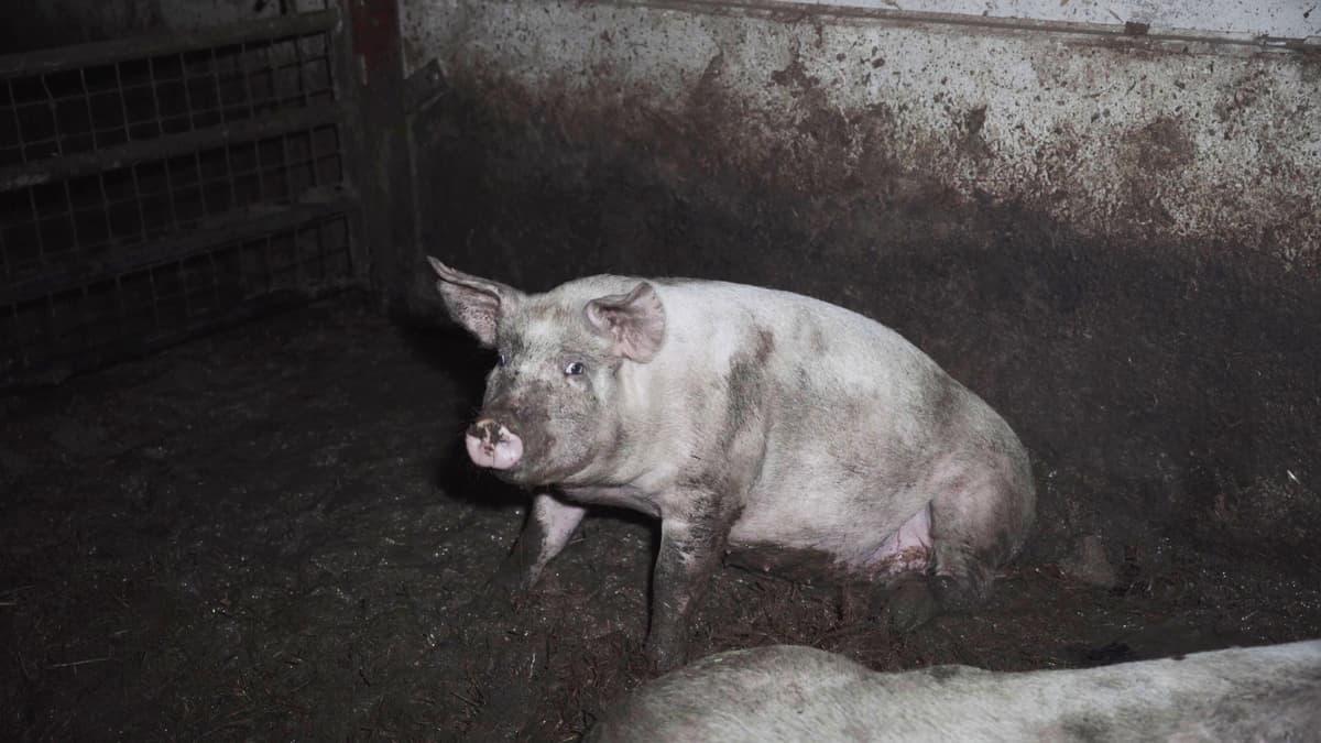 Undercover investigation reveals squalid conditions at RSPCA Assured ...